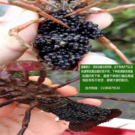 盱眙小龙虾养殖苗活体种虾苗幼苗淡水虾繁殖虾种培育青虾苗养殖 虎窝淘
