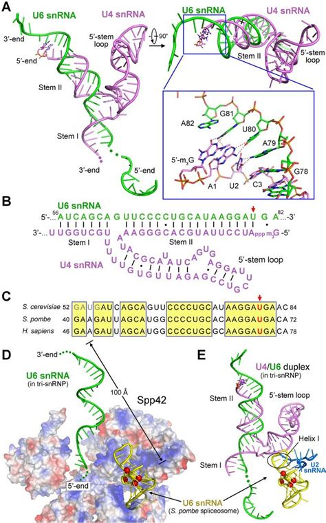 Structure Of U4 And U6 Snrnas In The Spliceosomal U4 U6 U5 Tri Snrnp