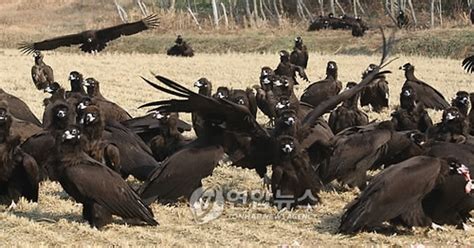 논에서 쉬고 있는 독수리떼