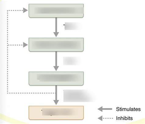 Chapter 16 Regulation Of Thyroid Hormone Secretion Diagram Quizlet