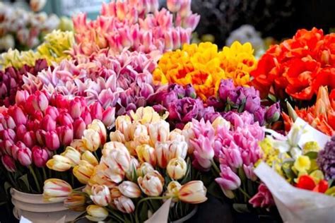 Купить тюльпаны оптом в Минске по выгодной цене Тюльпаны Виды цветов Букет