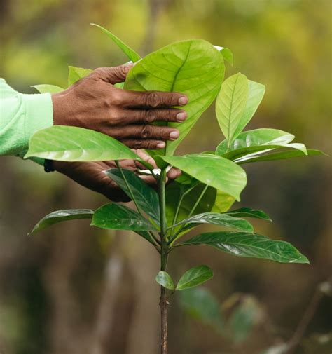 What Is Ngp National Greening Program