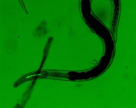Projectupdates Slug Killingnematodewithfluorescingbacteria