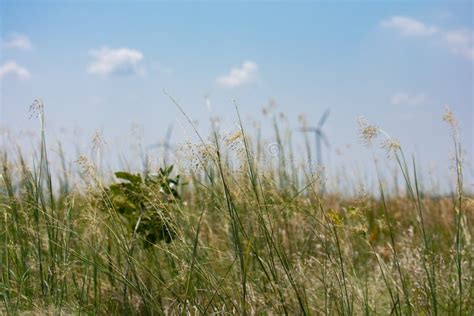 Beautiful Grass With Wind Turbines In The Background Stock Photo Image Of Scene Grass 258212366