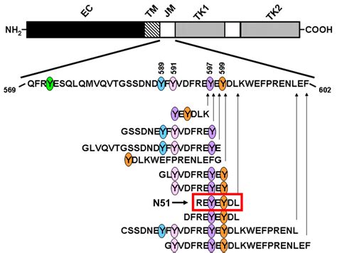 3 Examples Of Flt3 Itds Download Scientific Diagram
