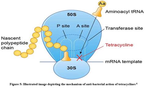 Tetracycline A Versatile Antibiotic Facing Modern Challenges And Innovations
