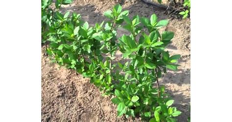 Каква е резитба на аронията Български Фермер