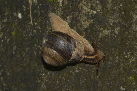 Camaena Xanthoderma From 中国广东省深圳市罗湖区 On July 16 2024 At 07 16 Pm By