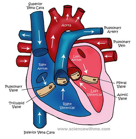 Structure Of The Heart Diagram Labeled External Structure Of