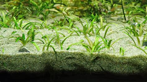Biological Processes In Substrate Maximizing The Potential Benefits Of The Bottom Of The Aquarium