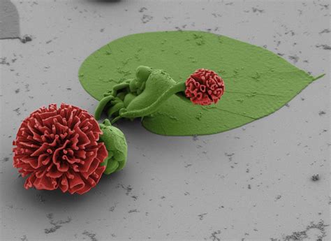 Self Assembling Nano Flowers Grown In Lab Twistedsifter