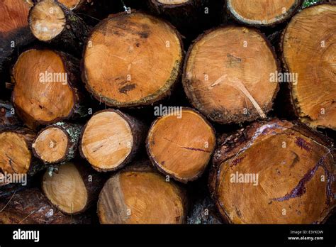Cross Sections Of Logs Stock Photo Alamy