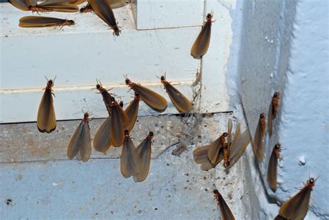 Why Are There Flying Termites Swarming Around My House