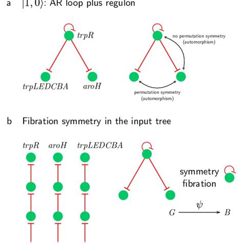 non trivial circuits leading to synchronization fibonacci fiber ff