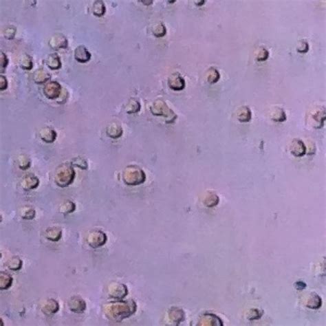 Cell Counting Roboflow Universe