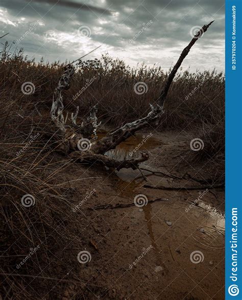 Root Tree In Lake Stock Photo Image Of Morning Soil