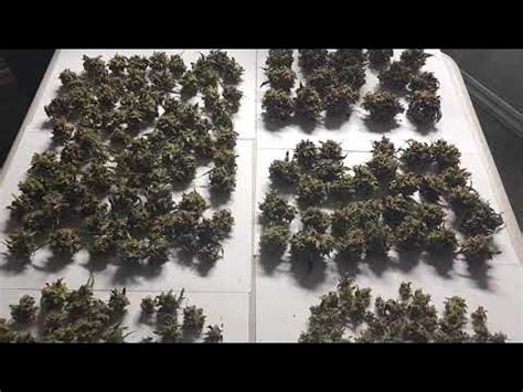 25 Medellin Strain Results I C G Youtube
