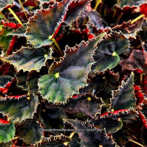 Begonia Mini Melbourne In The Begonias Database