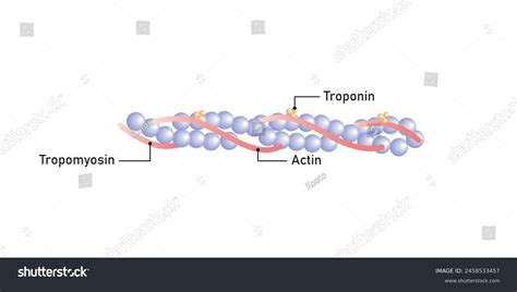 Actin Filament Diagram Scientific Design Vector Stock Vector Royalty