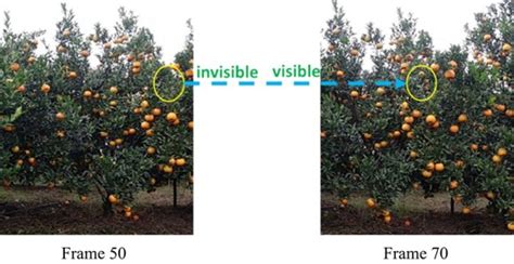 Deep Learning Based In Field Citrus Fruit Detection And Tracking Pmc