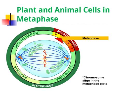 Biology Ppt Cell Division And Cell Cycle Pptx