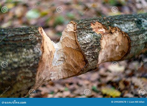 Tree Chewed Up By A Beaver Stock Photo Image Of Wood 299289678