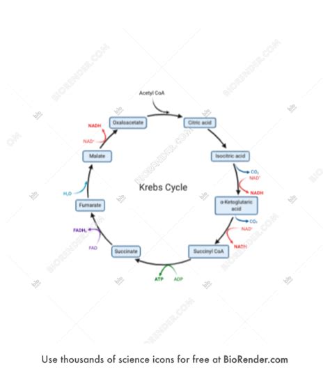 Krebs Cycle Simplified Hot Sex Picture