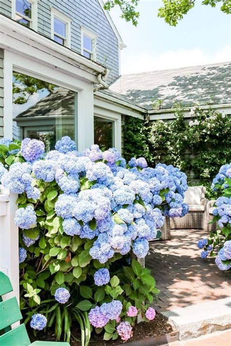 42 Dreamy Hydrangea Gardens To Liven Up Your Outdoor Spaces Hydrangea