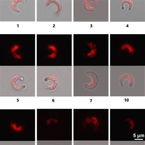 Photosynthetic Performance Of P Subcapitata Algal Cells Over Prolonged