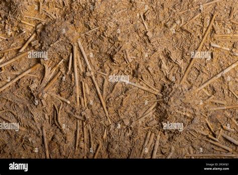 Acrosalenia Hemicidaroides And Encrine Isocrinus Sp Bajocian 168