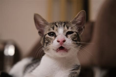 고양이 비염 노란 콧물이 난다면 의심해야 해요 비마이펫 라이프