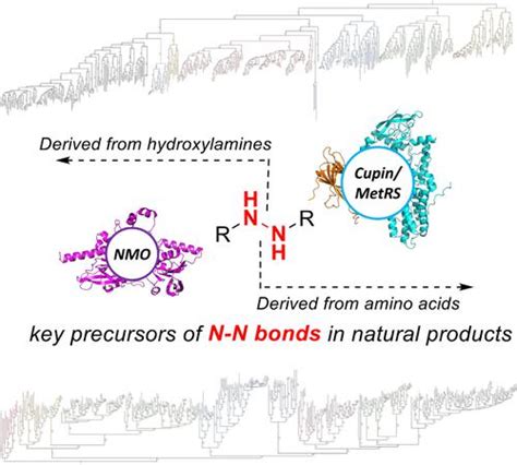 Cupin甲酰基 Trna 合成酶样酶介导的细菌肼生物合成的系统发育引导表征chembiochem X Mol