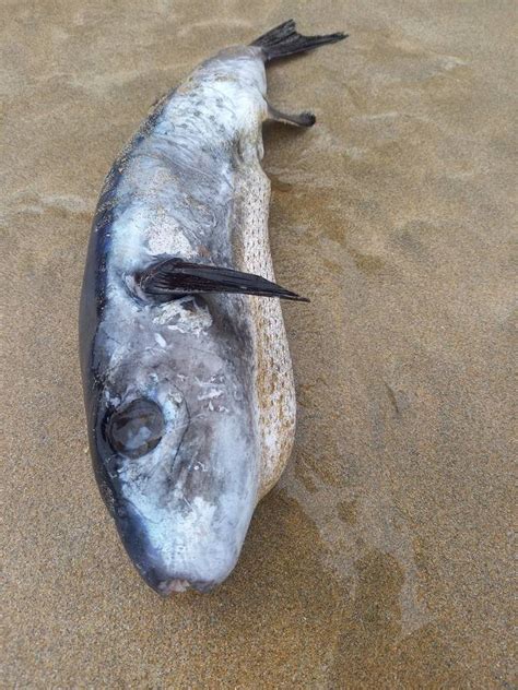 Uk News Deadly Fish Carrying Poison 1200 Deadlier Than Cyanide