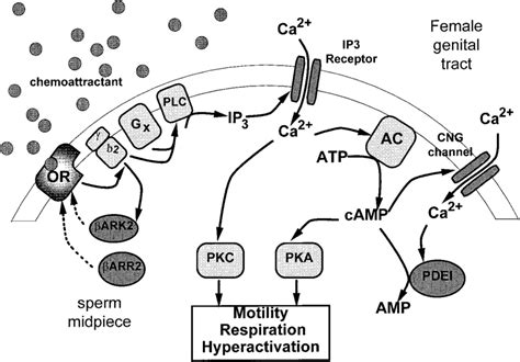 Diagram Representing A Potential Transduction Cascade Of Olfactory Download Scientific Diagram