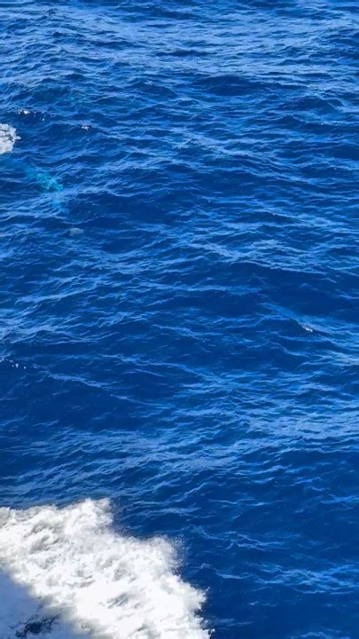 Great Ignatius S Corraya