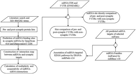 Schematic Representation Of The Workflow Download Scientific Diagram
