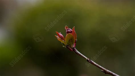 ใบไม้ พืชสีเขียว พืชป่า ดาวน์โหลดพื้นหลัง Powerpoint ฟรี Slidesdocs