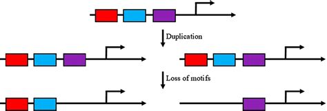 The Ddc Divergence Deletion Complementation Model Of Cis Regulatory