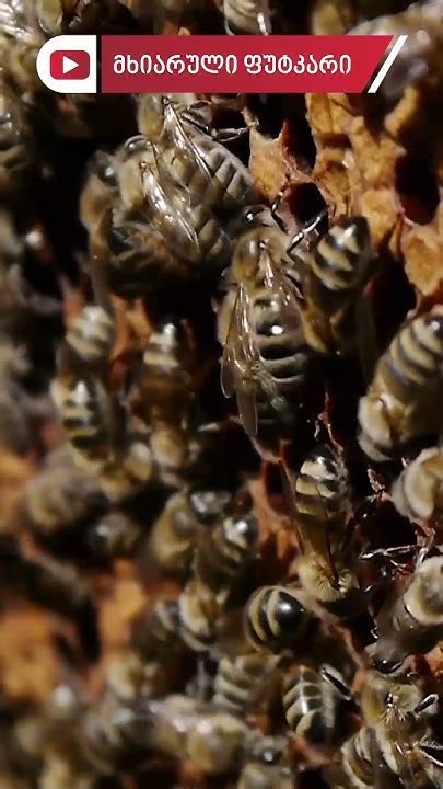 ფუტკარი ბუნებაში Youtube