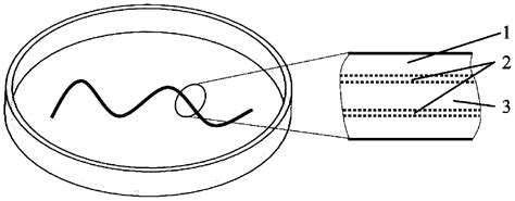 Living Body Nerve Scaffold With Central Perfusion System And Manufacturing Method Thereof