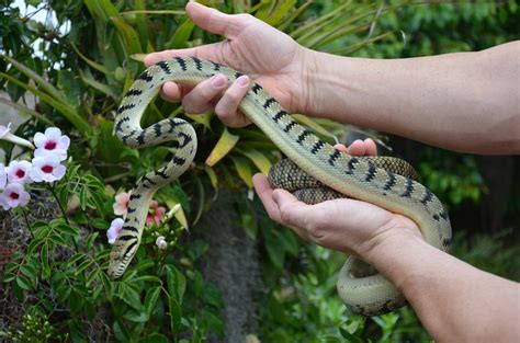 Pythons Dm Exotics