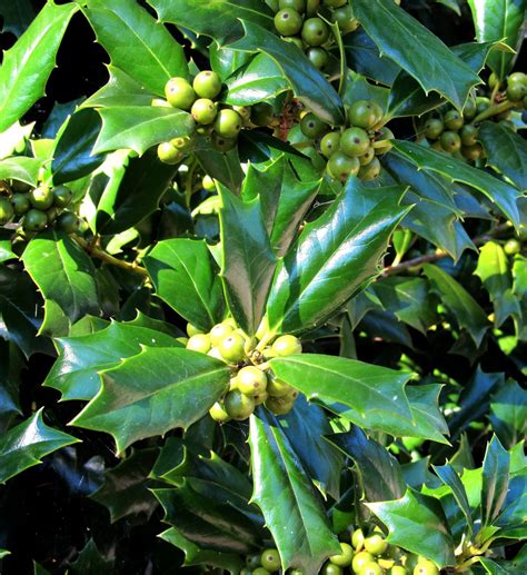 Free Images Tree Branch Fruit Leaf Flower Food Jungle Produce