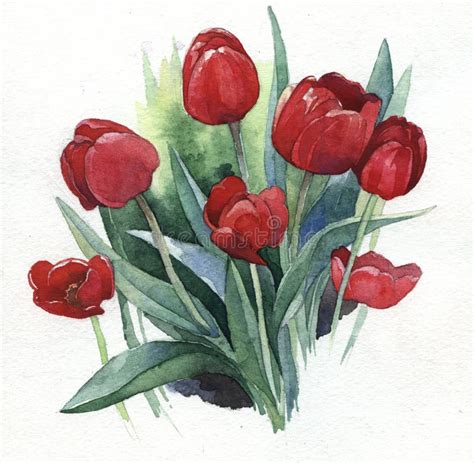 郁金香的水彩例证 库存例证 插画 包括有 本质 例证 图象 背包 艺术 红色 粉红色 模式 70149908