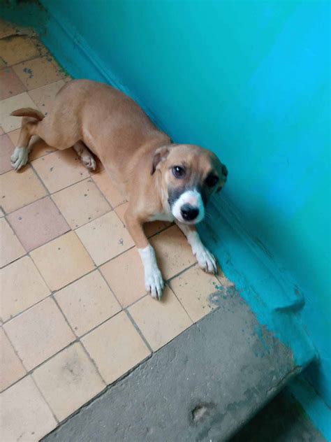 Камышин Бездомная собака Нужна помощь в оплате стерилизации и передержки Долг 450 00 руб