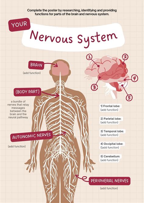 Human Nervous System Poster Human Nervous System Description