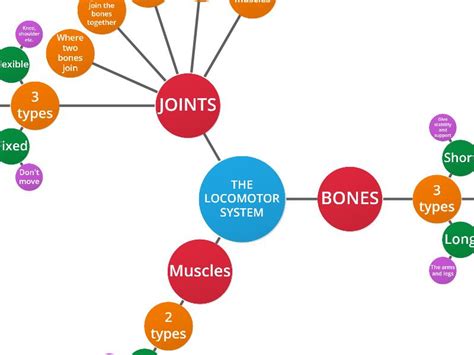 Locomotor System Spider Diagram