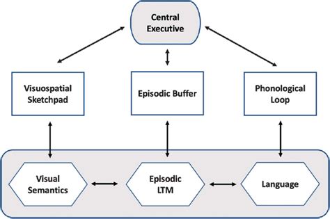 Baddeley Hitch Model Of Working Memory Ltm Long Term Memory Download Scientific Diagram