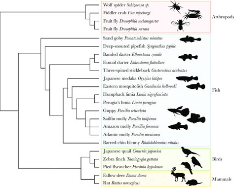 The Full Phylogenetic Tree Used In The Meta Analysis With Taxonomic