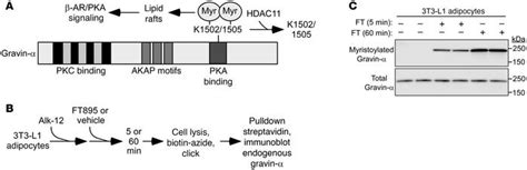 Jci Hdac11 Inhibition Triggers Bimodal Thermogenic Pathways To Circumvent Adipocyte