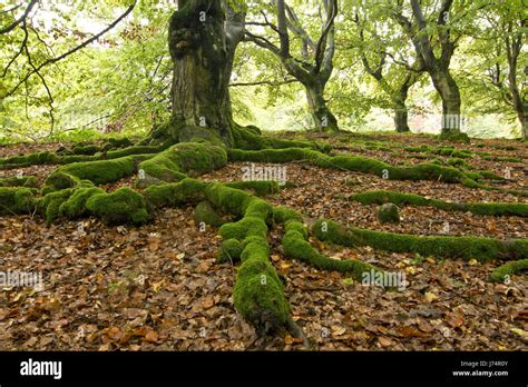 Tree Tree Trunk Leaves Flora Mood Moss Root Season Forest Nature Tree Root Fall Stock Photo Alamy
